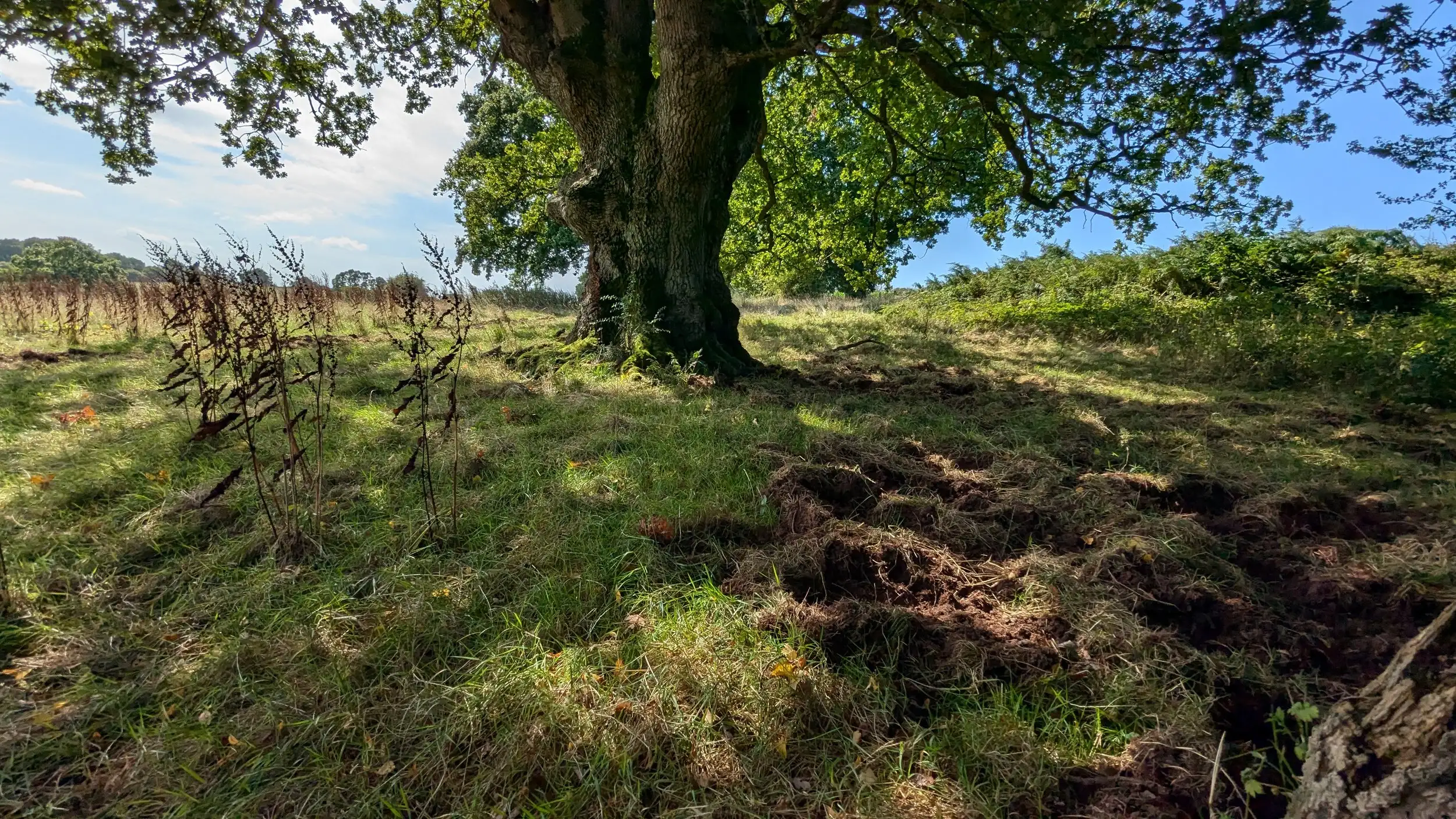 Wild Ponies UK | Conservation Grazing & Rewilding