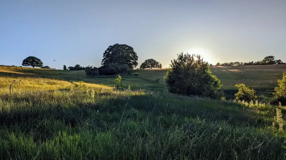 European Bison UK | Wilder Blean & Bison Rewilding