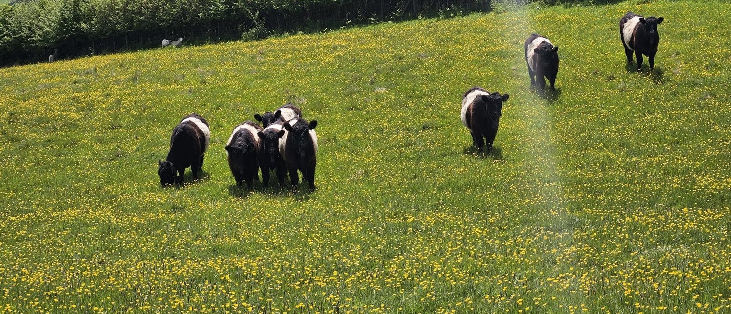 Native Cattle Rewilding UK | Longhorn, Highland & White Park